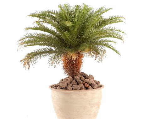 Sago Palm Winter Care Essential Tips For Protection And Growth