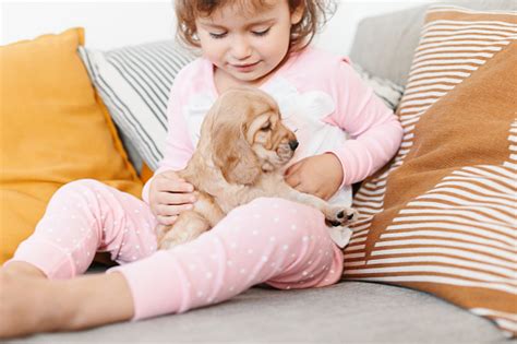 귀여운 작은 소녀 개 영어 코 커 발 바리 강아지 집에서 놀고 2 3 살에 대한 스톡 사진 및 기타 이미지 2 3 살 가정