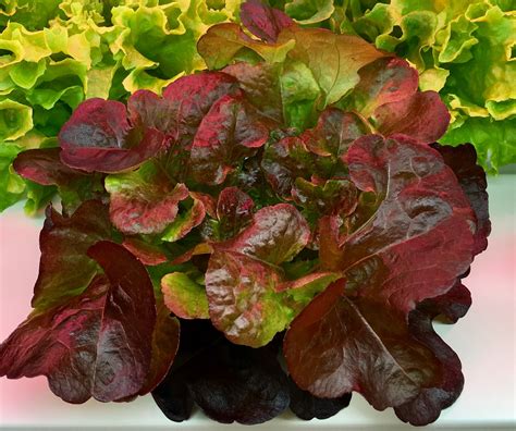 Square Roots Urban Farming Sdn Bhd On Linkedin We Are So Proud Our