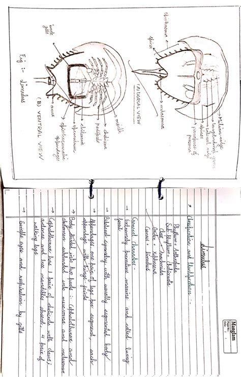 Bsc 2nd Year Zoology Practical File In English