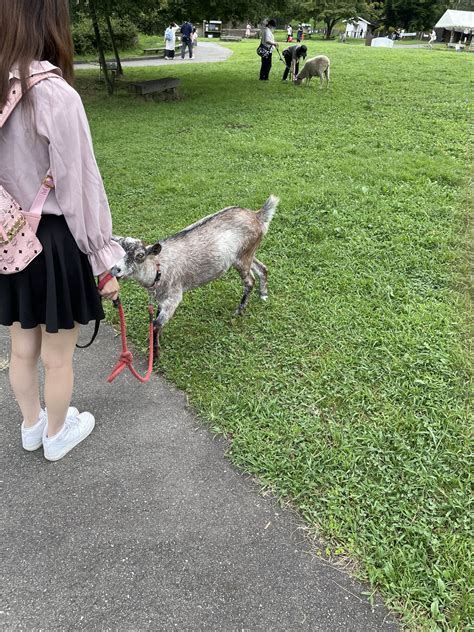 まりすさん🧚‍♂️ On Twitter ヤギの散歩した🐐🚶‍♂️³₃³₃ Ztsimtlmw5 Twitter
