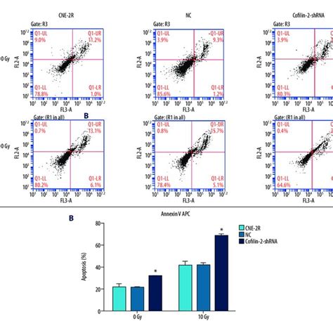 Shrna Mediated Knockdown Of Cofilin 2 Enhances Apoptosis In Cne 2r