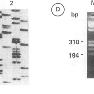 A Genomic Sequence Of Exon Capital Letters And Flanking Introns Download Scientific