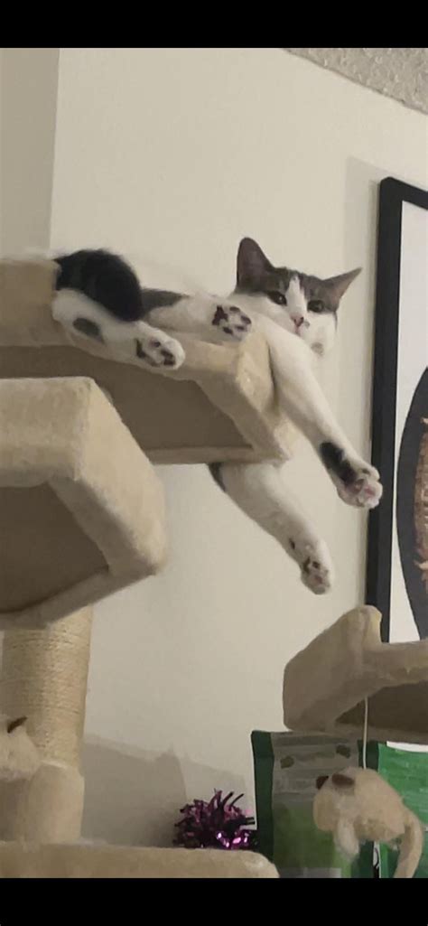 Classic Yuki Dangle Rdanglers