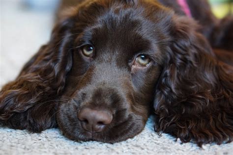 How To Detect And Treat Ear Infections In Cocker Spaniels Cocker Spaniel