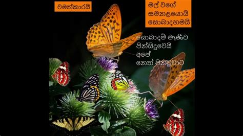 සොබාදහමයි සමනළයොයි නෙත් පිනවයි නිසඳැස් කවි Sinhala Nisadas Youtube