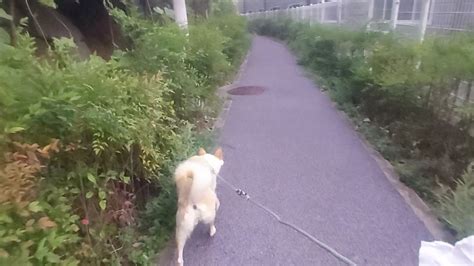 와~정말 회사 이전하고 나니 7년 동안 돌 본 이 공장 진돗개가 놀 곳이 많아졌다l매일매일이 새롭다 L 여기저기 낯선 곳 냄새 때문에 정신 못 차림 L 갈 곳이 많아 너무