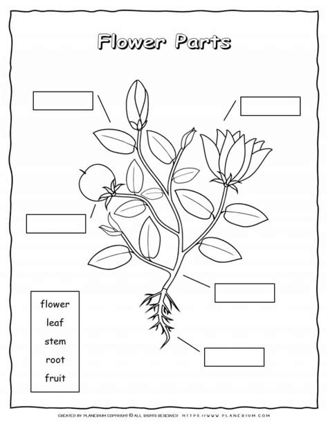 Plant Parts Worksheet Planerium
