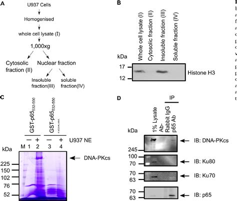 Figure 1 From Dna Dependent Protein Kinase Catalytic Subunit Binds To