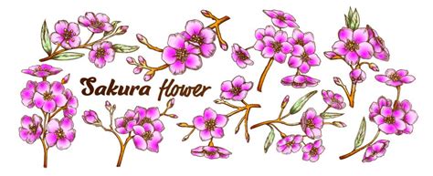 Sakura Branch Vector Design Images Sakura Collection Tree Branches Set