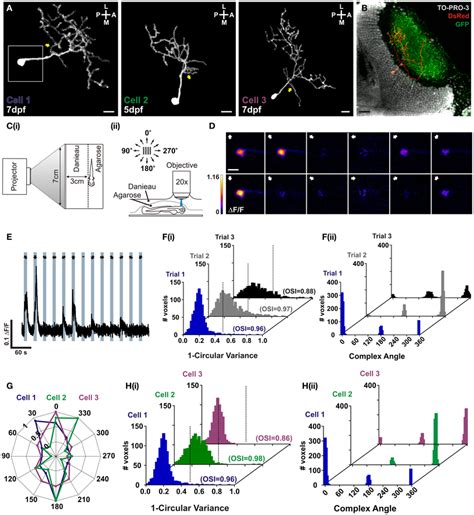 In Vivo Characterization Of Orientation Selective Tectal Neurons