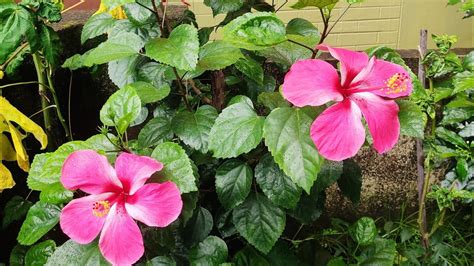 জবা গাছের শিকড় সুস্থ রাখবেন কিভাবে Root Treatment Of Hibiscus Plant