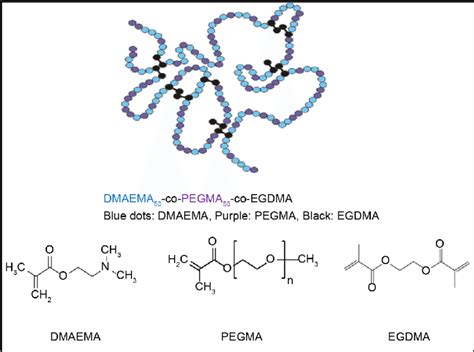 Randomly Cross Linked Gel Dmaema 50 Pegma 50 Egdma 1 Used As Removable Download Scientific