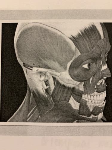 Muscles Of Mastication Flashcards Quizlet