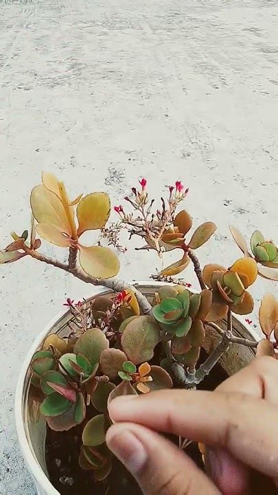 পাথরকুচি গাছ Viralvideo Youtube