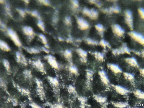 Don Schaeffers Photos And Art The Topology Of A Houseplant Leaf