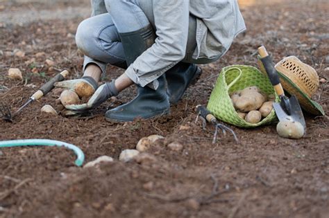 수확 된 감자를 들고있는 유기농 밭에서 인식 할 수없는 사람의 손시골 개념에 지속 가능한 농업 35 39세에 대한 스톡 사진 및 기타 이미지 Istock