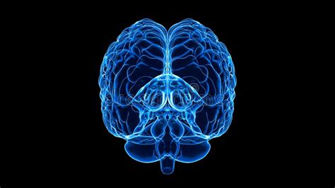 Human Brain X Ray Anatomy Medicine And Science Concept Stock