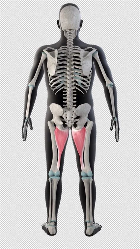 Adductor Muscles Stock Video Footage Royalty Free Adductor Muscles