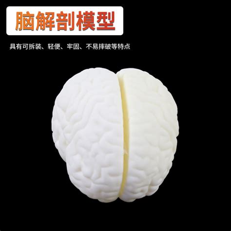 脑解剖模型自然大大脑结构半球初中生物教学教具仪器学生学具实验器材教学仪器 虎窝淘