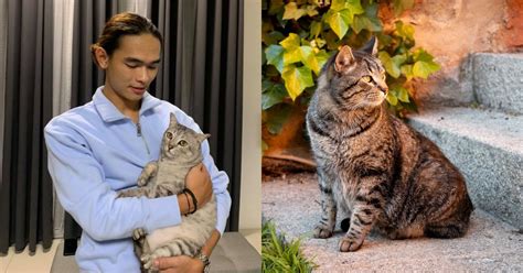 3 Tips Penjagaan Kesihatan Buat Si Bulus Pencinta Kucing Wajib Tahu