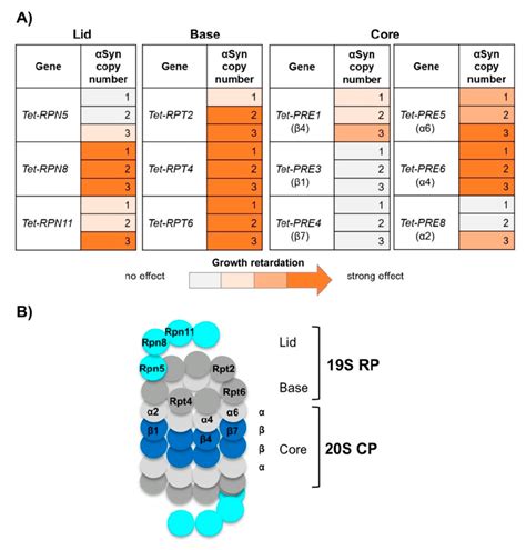 Downregulation Of The Gene Expression Of Multiple Proteasome Subunits Download Scientific