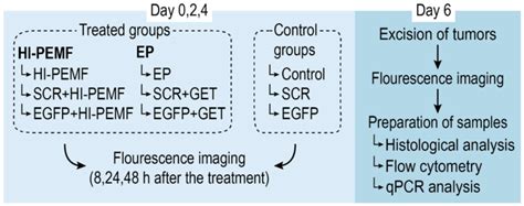 Overview Of The Treatment Protocol For Assessment Of Sirna Gene