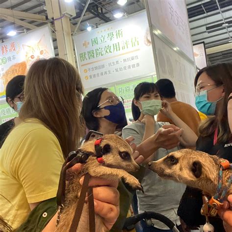 台中寵物展特輯2022826～829 狐獴軍團
