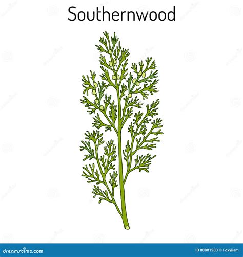 Southernwood Artemisia Abrotanum Or Lad S Love Southern Wormwood Medicinal Plant Cartoon