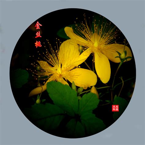 金丝桃续摄影图片生态摄影 丛中笑 太平洋电脑网摄影部落