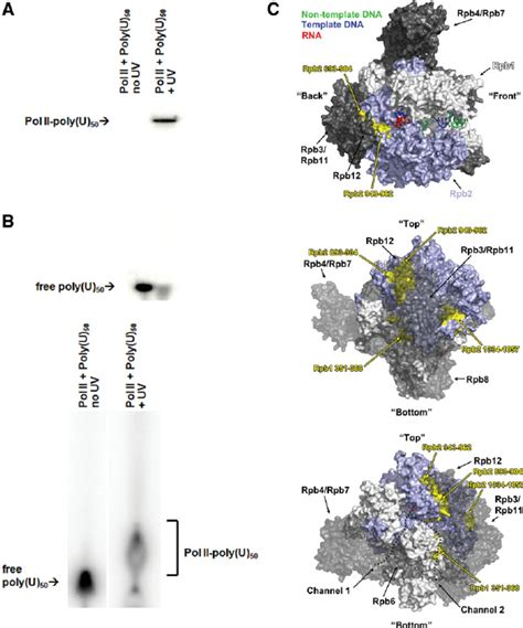 Binding Of Poly U Rna To Pol Ii Subunits A Purified Pol Ii Was