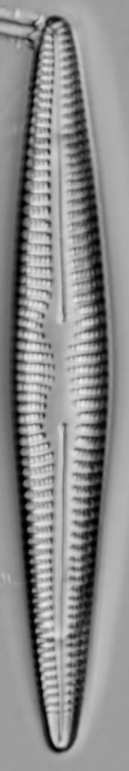 Image 2 Species Diatoms Of North America