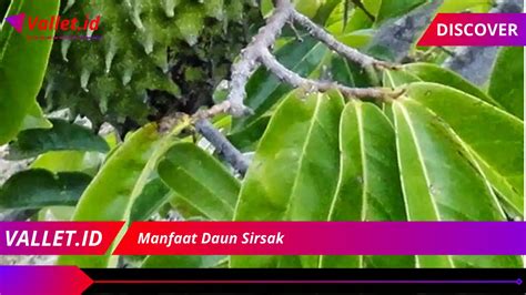 7 Manfaat Daun Sirsak Sensasional