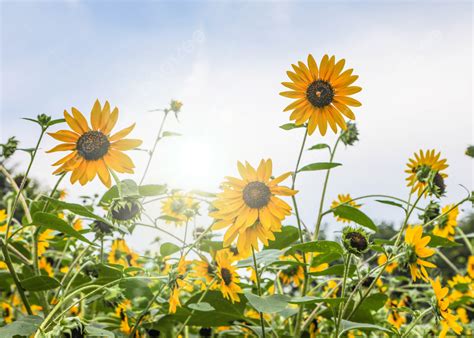 해바라기 식물 꽃 햇빛 사진 삽화 배경 해바라기 신선한 꽃 식물 배경 일러스트 및 사진 무료 다운로드 Pngtree