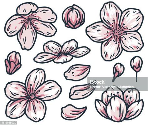 Tanaman Sakura Elemen Bunga Kelopak Dan Kuncup Ilustrasi Stok Unduh