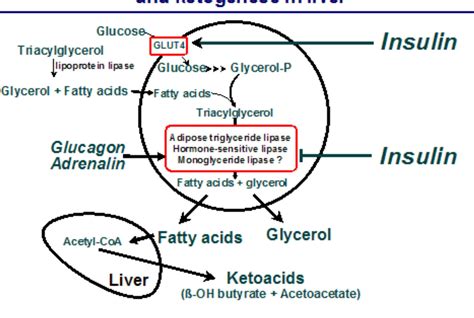 The Backbone Of Triglycerides Is A Glycerol Phosphate