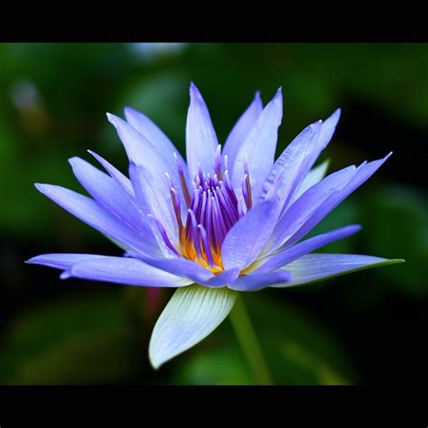 Summer Lily Summer Lily Water Lilies Blue Flowers