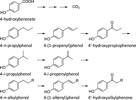 Figure 2 From Anaerobic Degradation Of Aromatic Compounds By