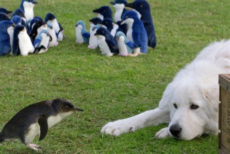 Coco Jack Gillies Sincroguia Tv