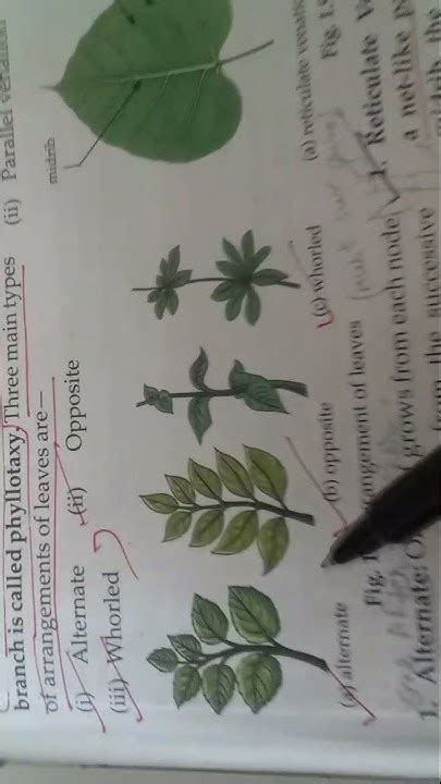 Phyllotaxis Arrangement Of Leaves On Stem Part 7 Youtube