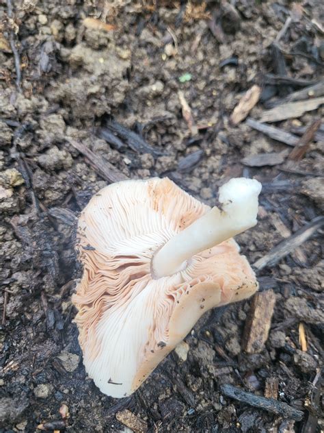 Woodland Mushroom Identification Fungi Forum At Permies