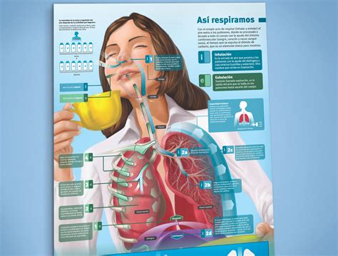 Infografías Serie Cuerpo Humano On Behance