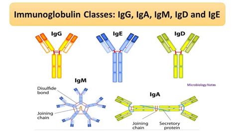 Immunoglobulin D Igd Microbiology Notes