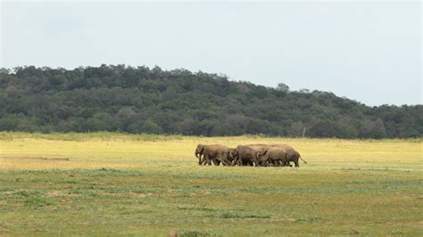 Gayan Vithanage Posted On Linkedin