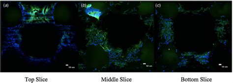 Confocal Fluorescence Micrographs Of Osteoblasts Stained With