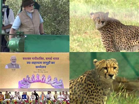 Cheetah In India Pm Modi Speech Updates प्रधानमंत्री नरेन्द्र मोदी ने