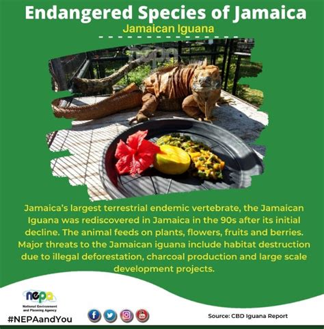 Jamaican Endangered Species 12 Species At The Risk Of Going Extinct