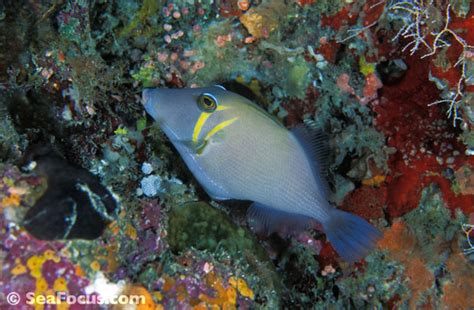 Triggerfish Image Gallery Marine Species Information Diving Photos Underwater Videos