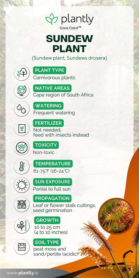 Sundew Plant Complete Care Plantly