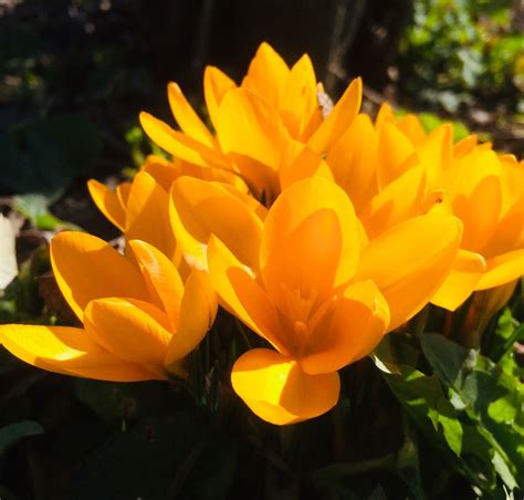 Крокус желтый | Fiori